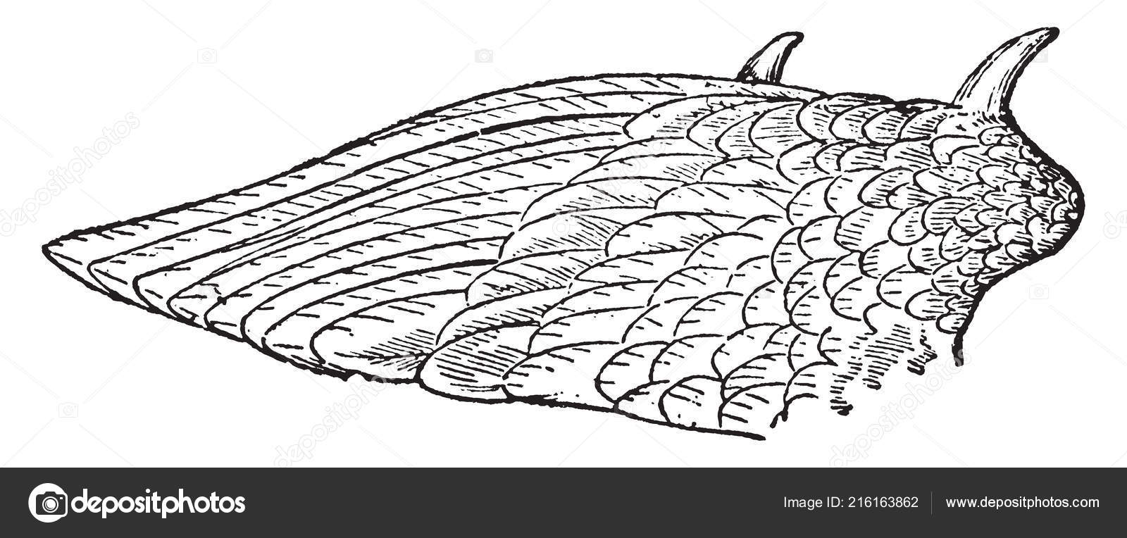 Wing Kamichi Crested Screamer Which Consisting Hollow Tube Barrel Stem ...