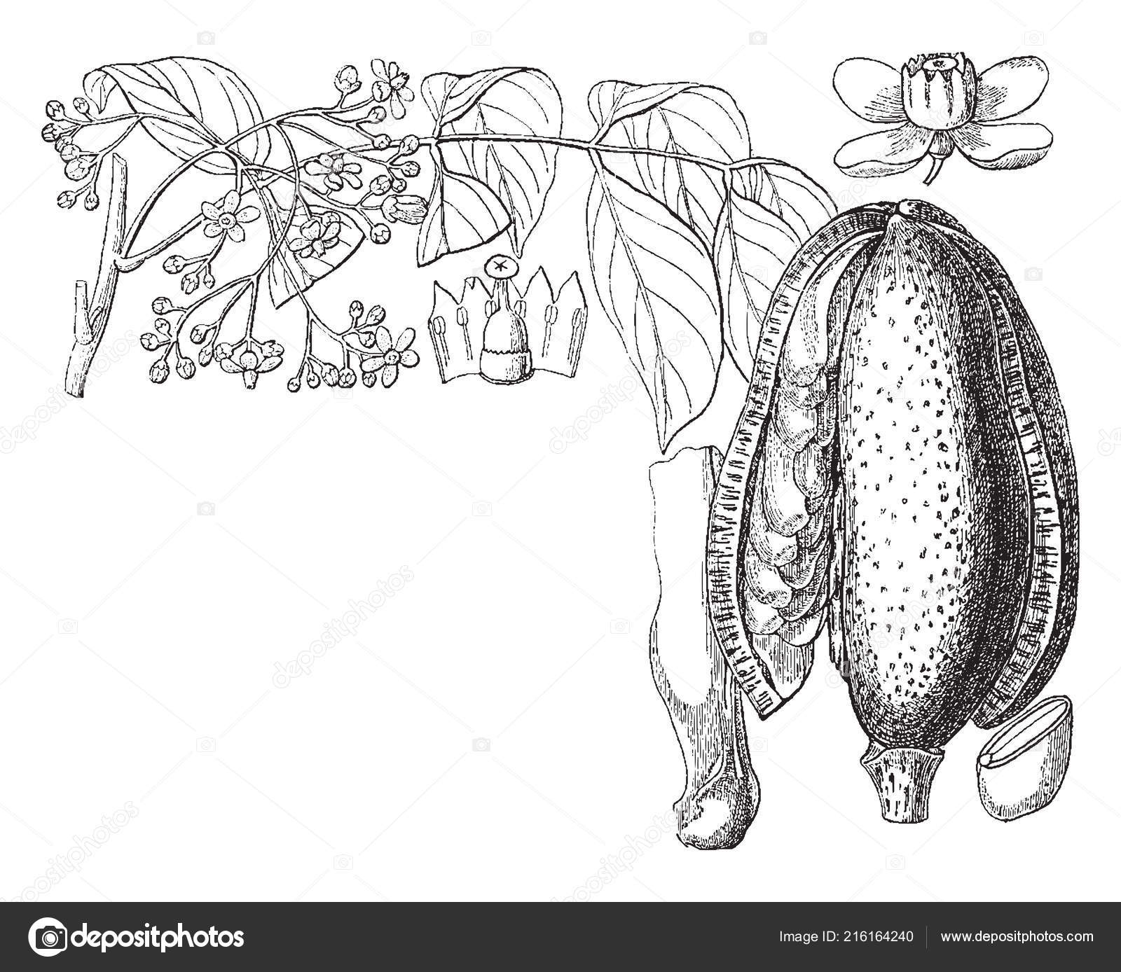 Tree West Indian Mahogany Picture Shows Seed Stamens Spread Open Stock ...