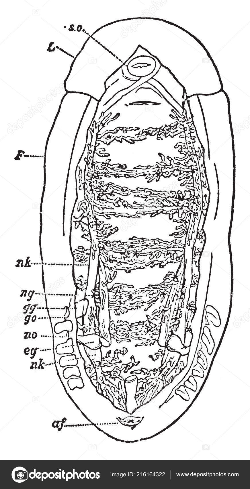Chiton Diagram