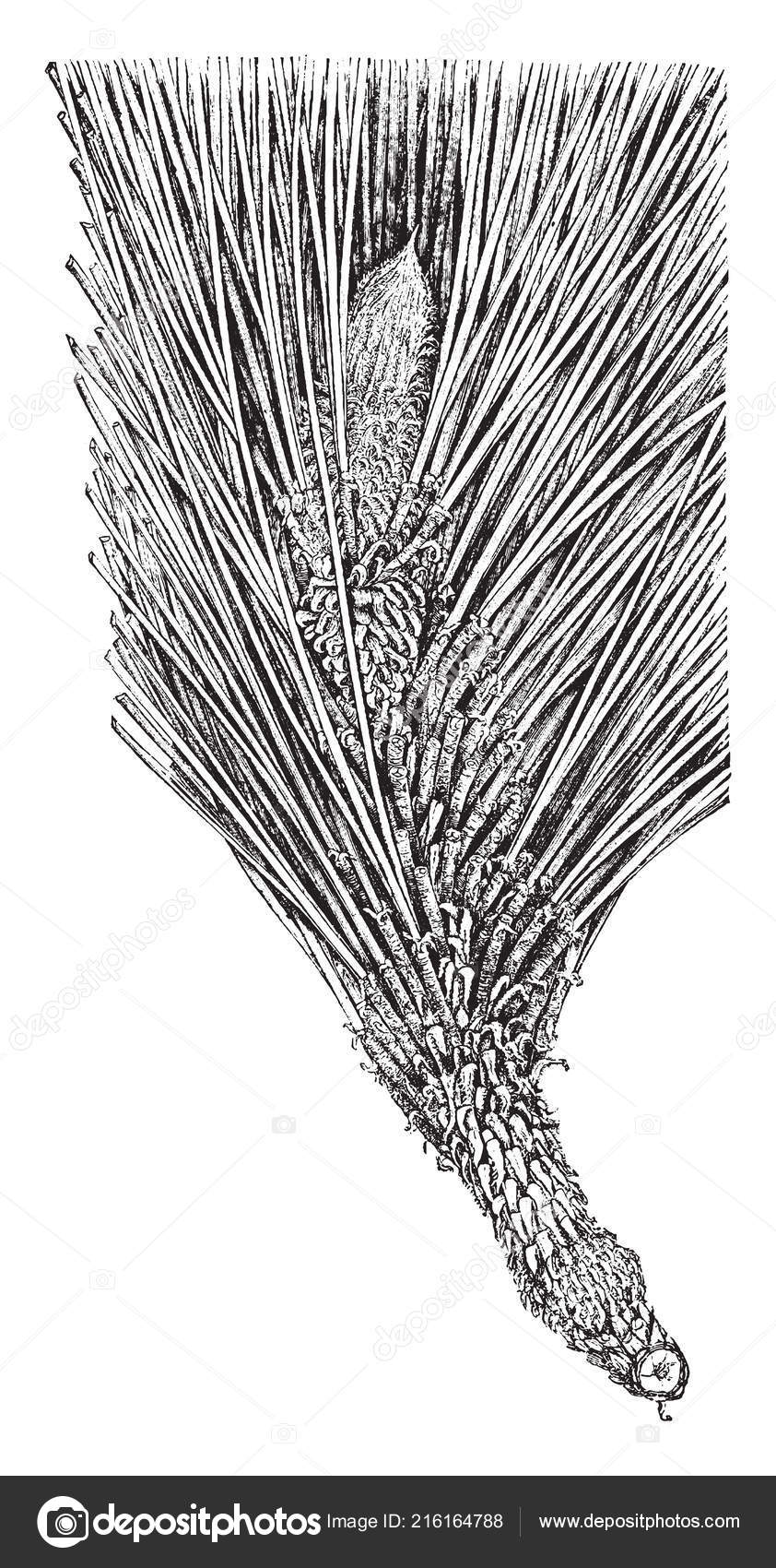 Natural Size Branch Longleaf Pine Tree Vintage Line Drawing Engraving ...