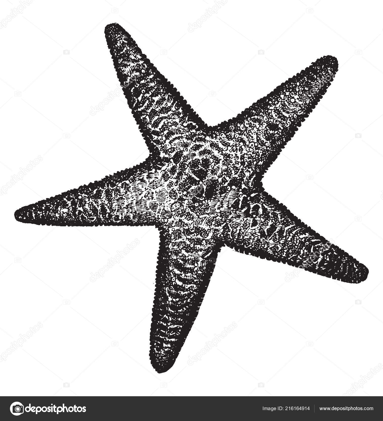 Spiny Sea Star Commonly Known Marthasterias Native Eastern Atlantic ...
