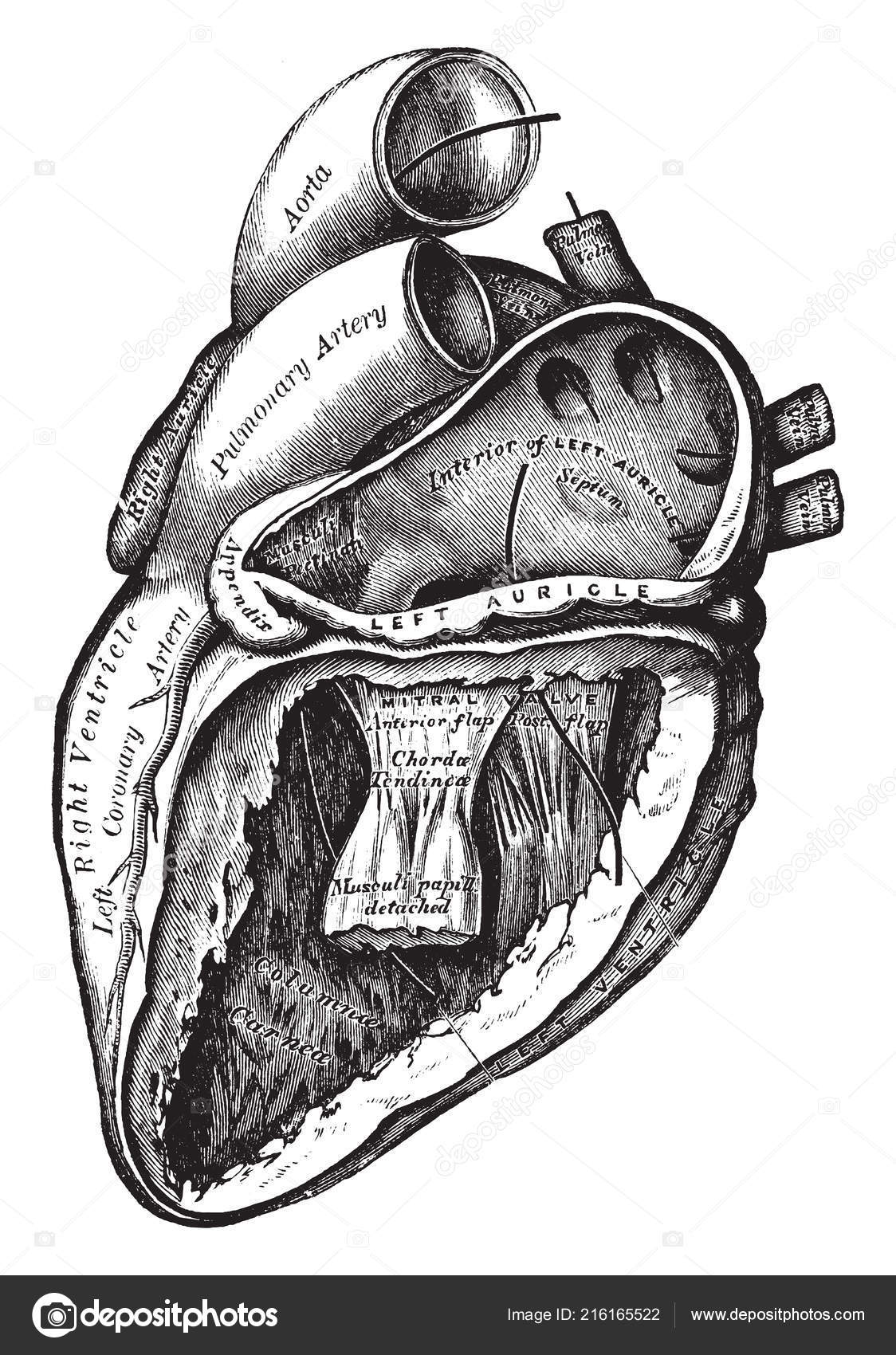 Hart Zwart Wit Diagram