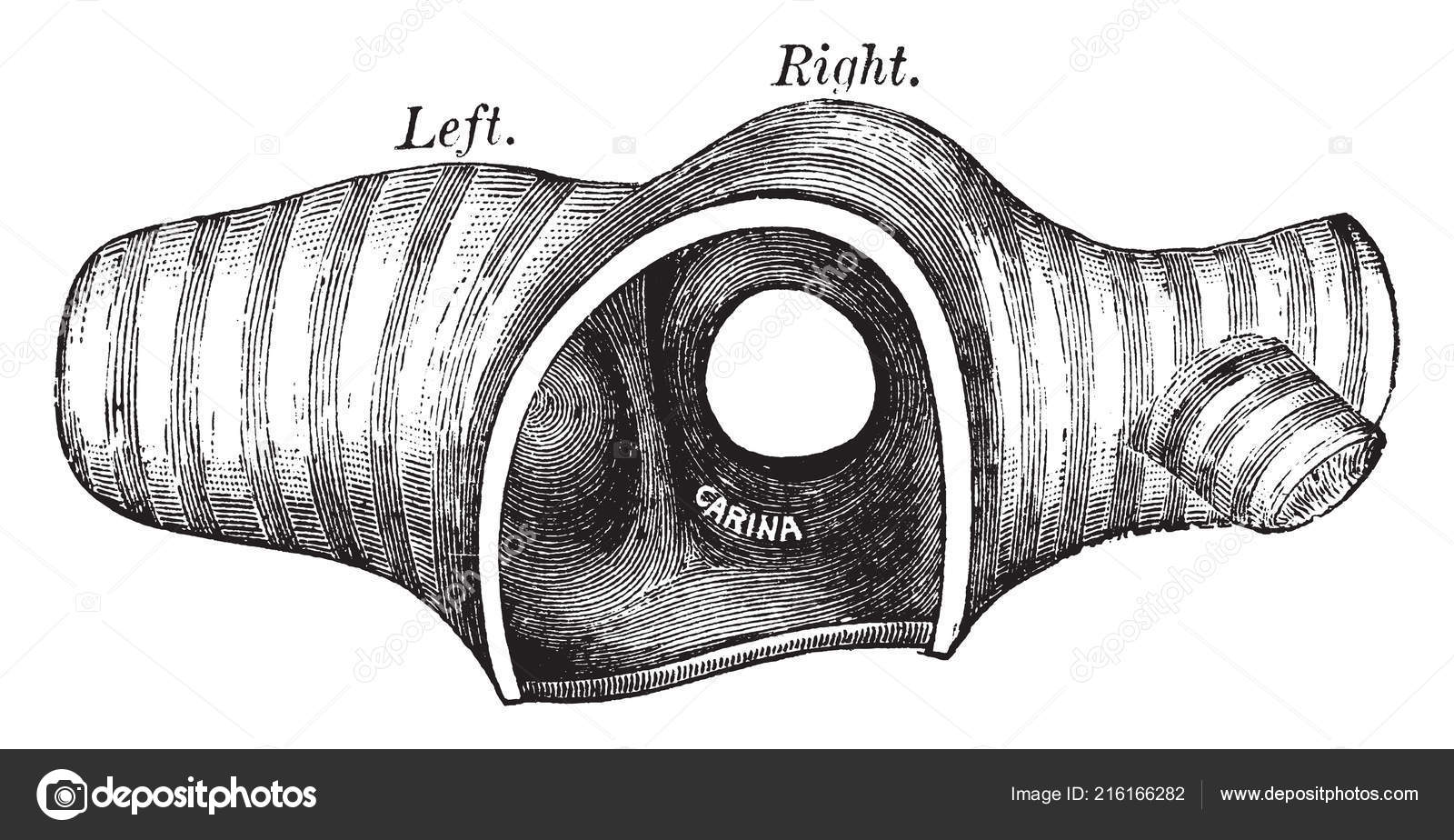 Illustration Represents Transverse Section Trachea Vintage Line Drawing ...