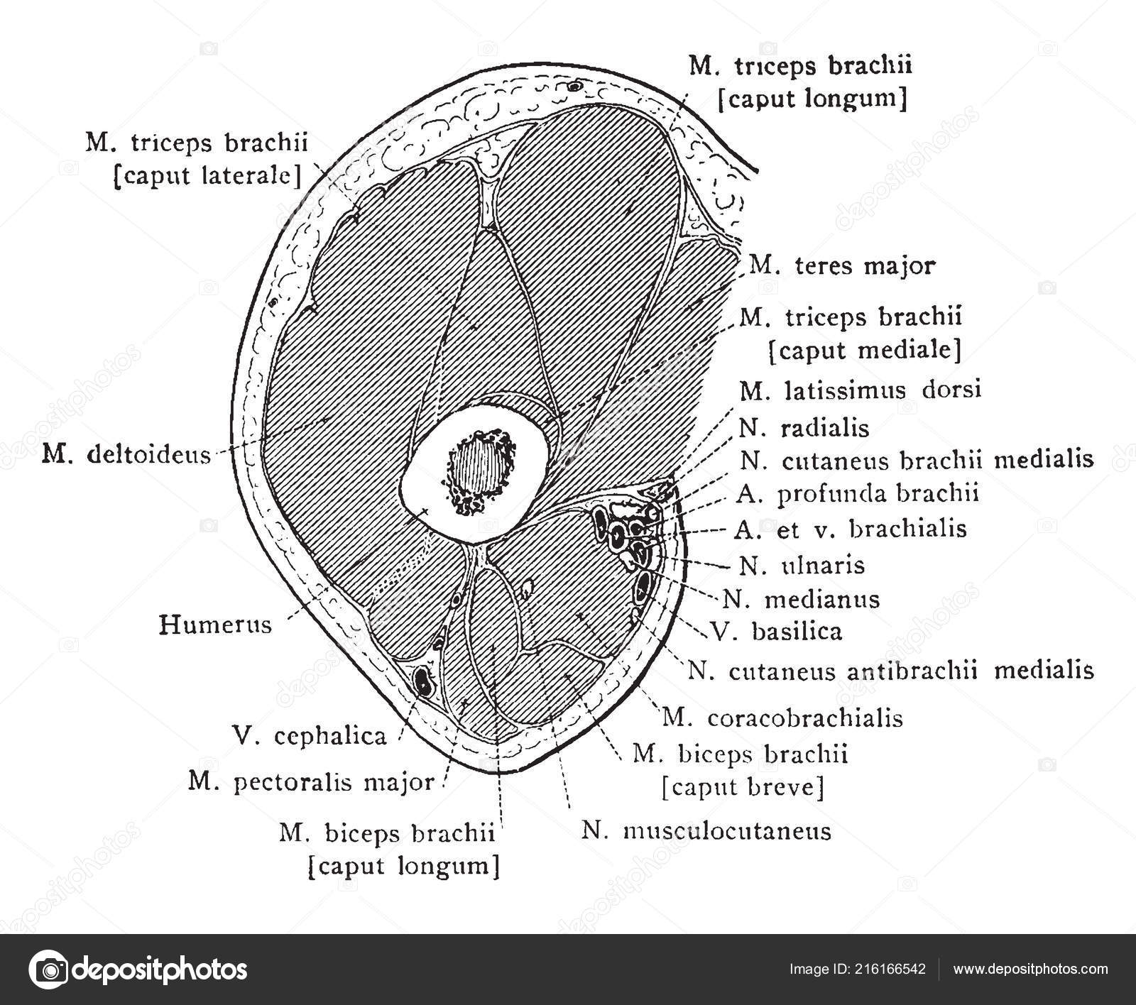 Section Right Upper Arm Immediately Axilla Vintage Line Drawing ...