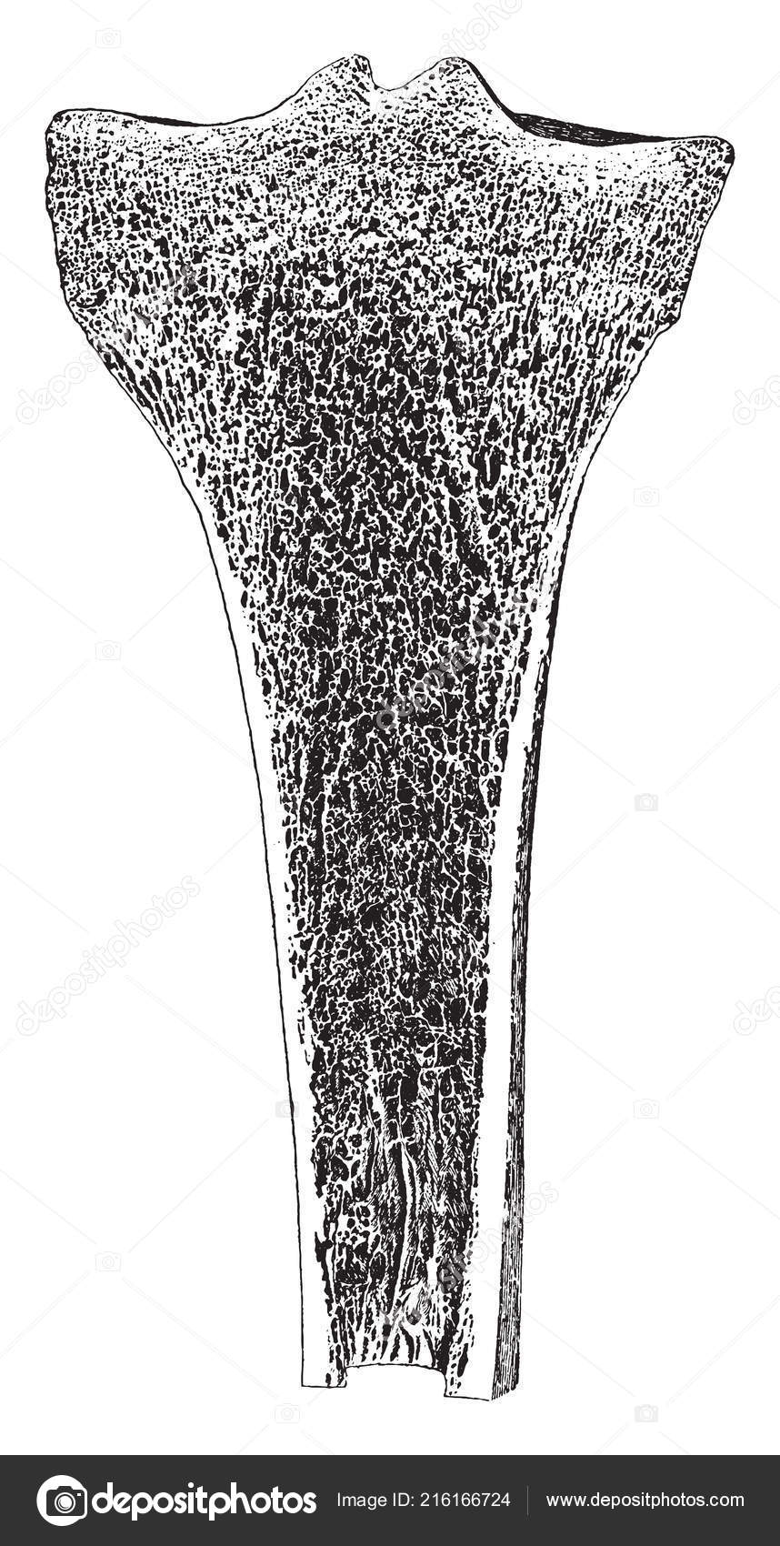 Esta Ilustración Representa Sección Frontal Del Extremo Superior Tibia ...