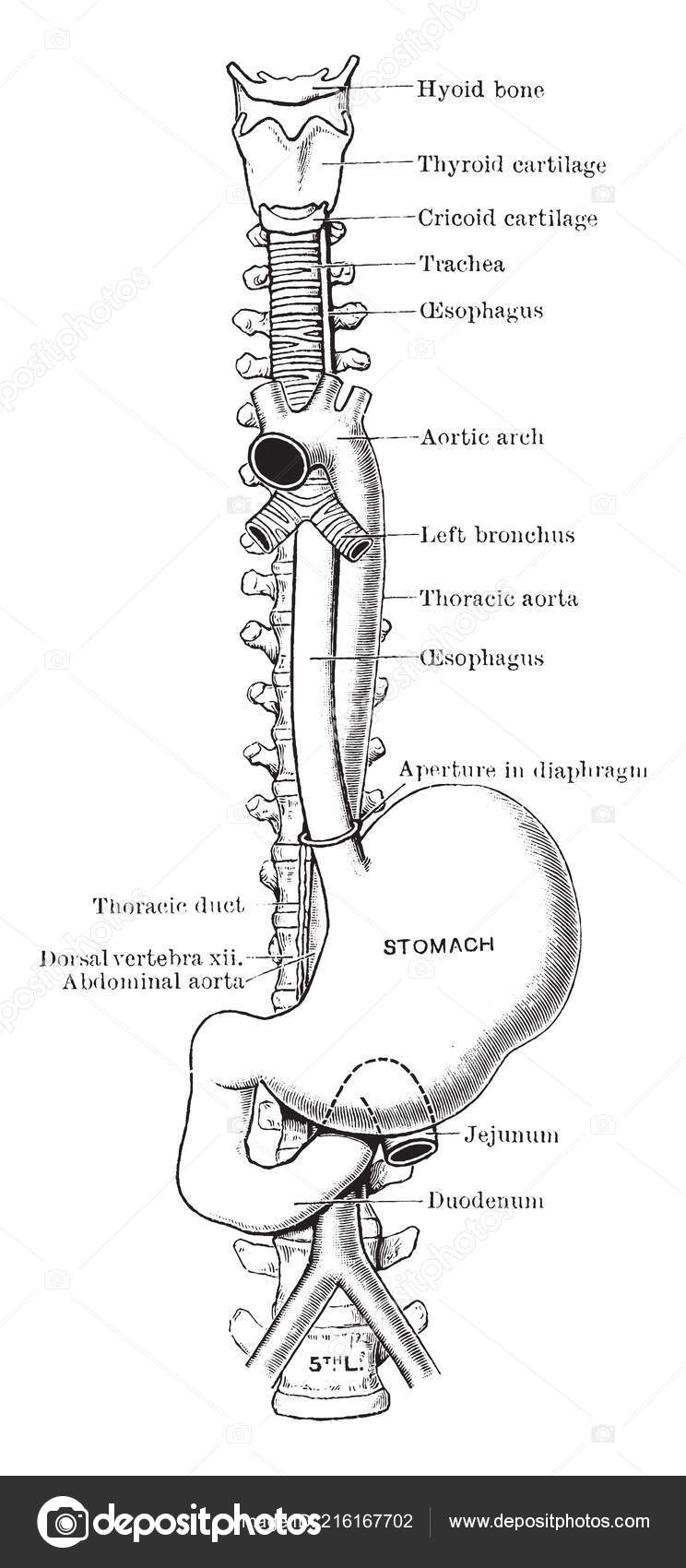 Este Diagrama Representa Curso Del Esófago Dibujo Línea Vintage ...