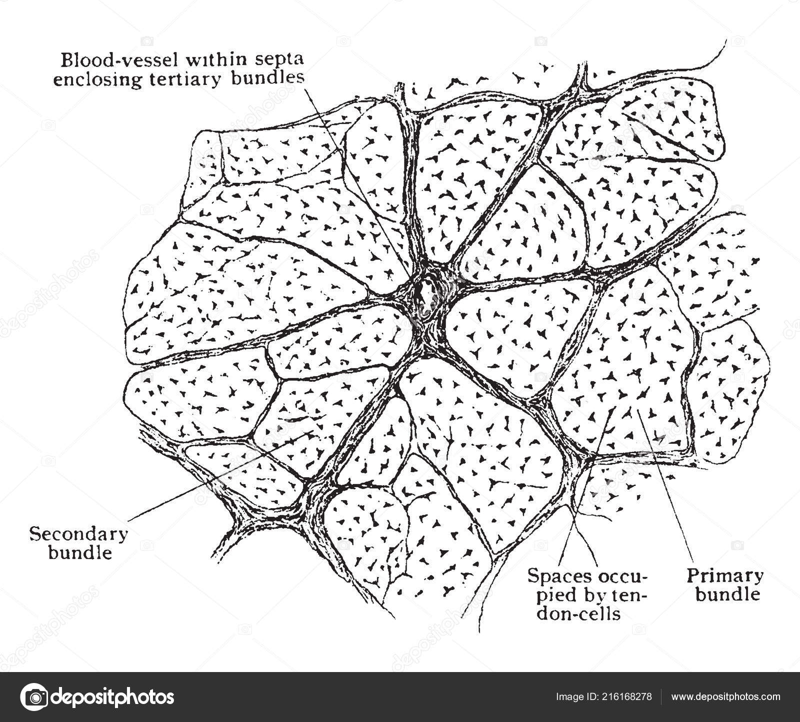Diagram Represents Transverse Section Tendon Tertiary Bundles Tendon ...