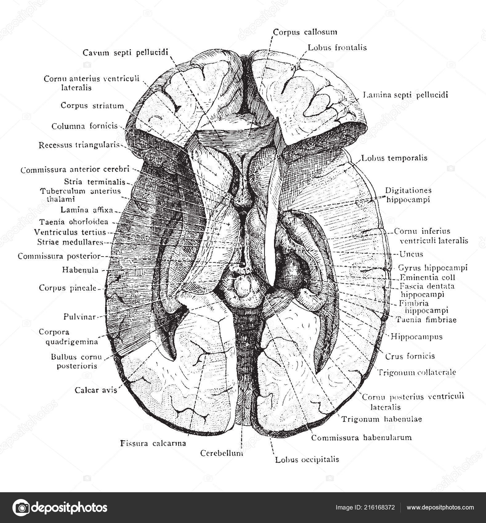 Dissection Brain Showing Basal Ganglia Third Ventricle Adjacent ...