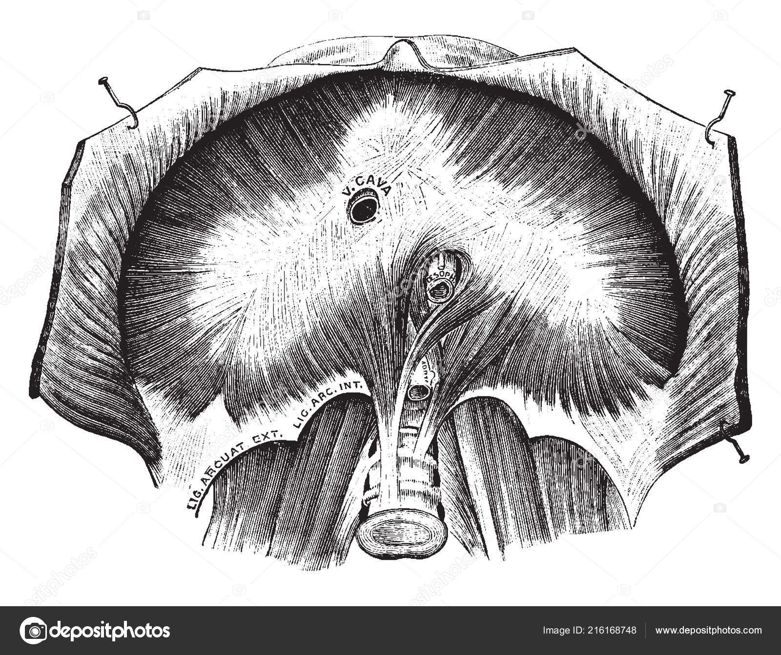 Illustration Represents Diaphragm Viewed Vintage Line Drawing Engraving ...