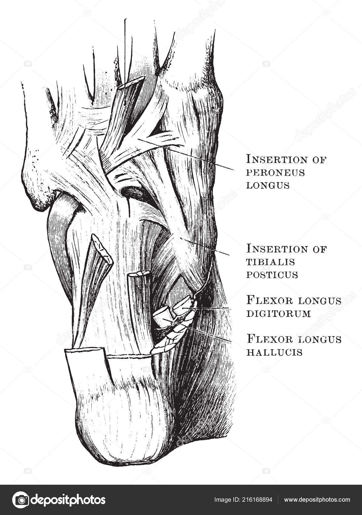 Illustration Represents Muscles Sole Foot Vintage Line Drawing ...