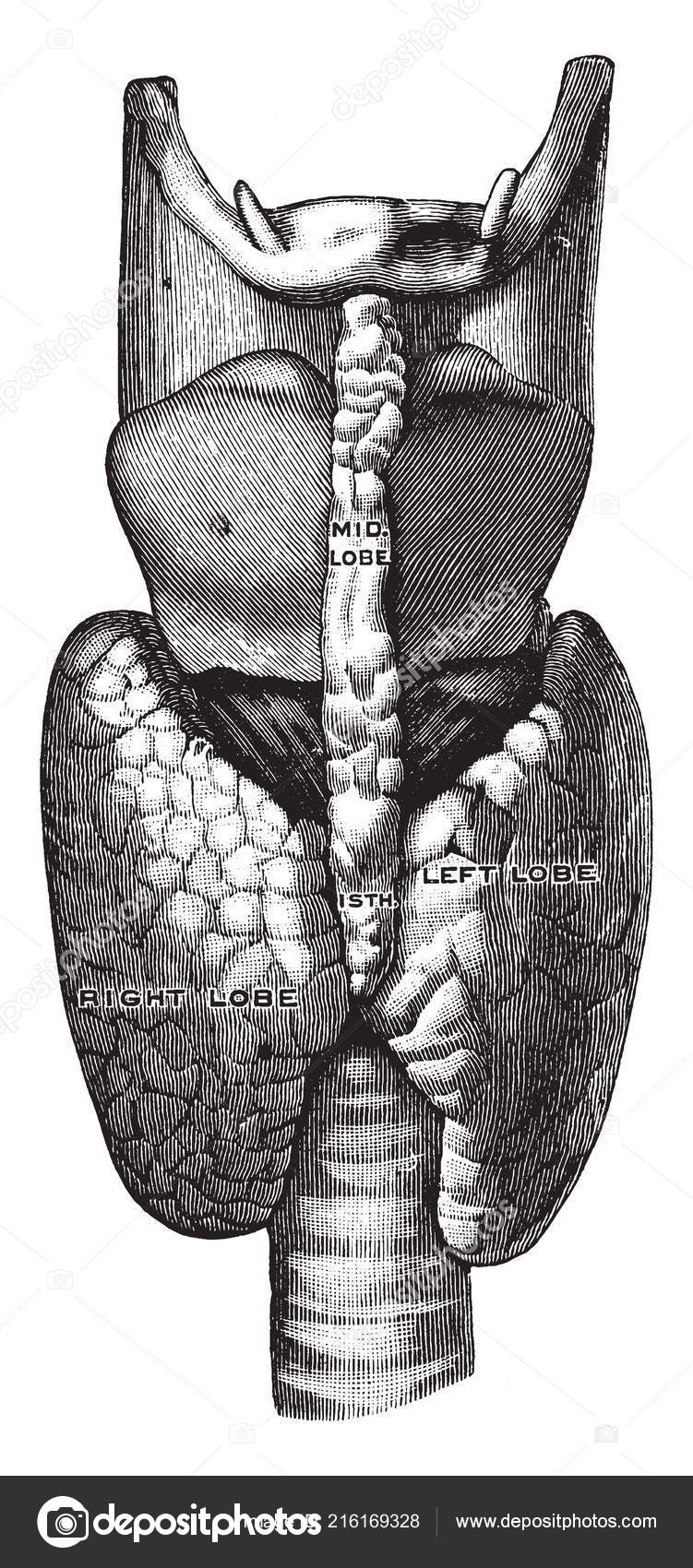 Thyroid Drawing