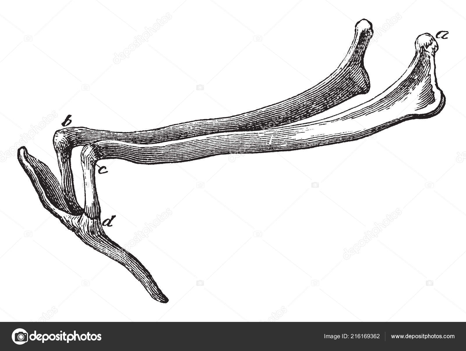 Serie Hioides Huesos Caballo Donde Proceso Del Talón Izquierdo Apunta ...