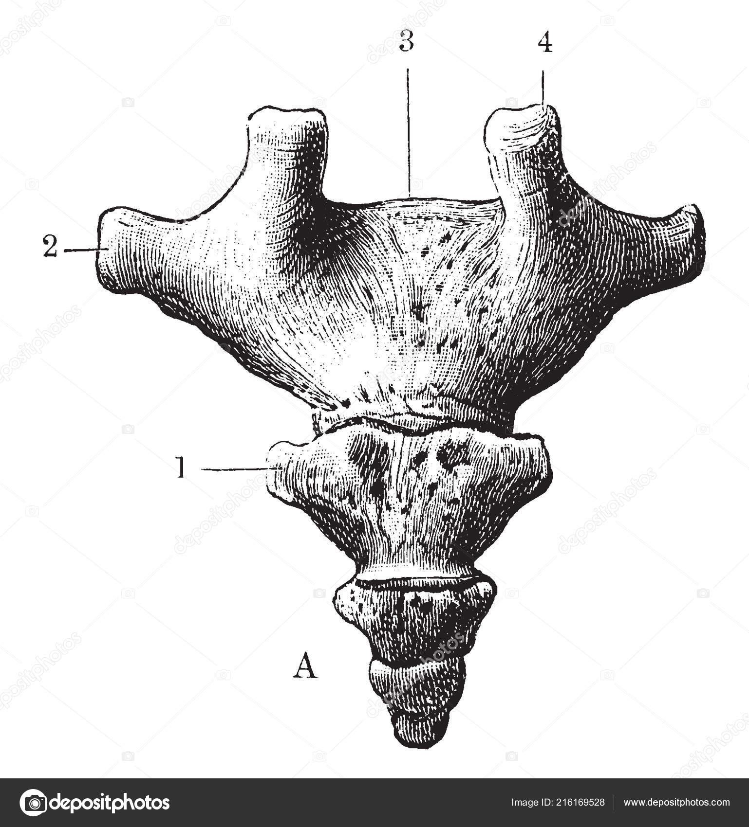 Esta Ilustración Representa Superficie Posterior Del Cóccix Dibujo ...