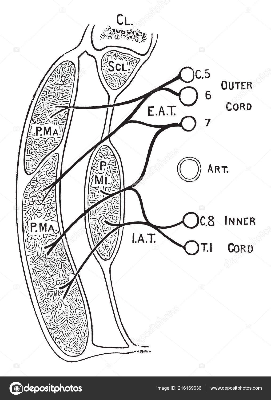 Illustration Represents Nerves Pectoral Muscles Vintage Line Drawing ...