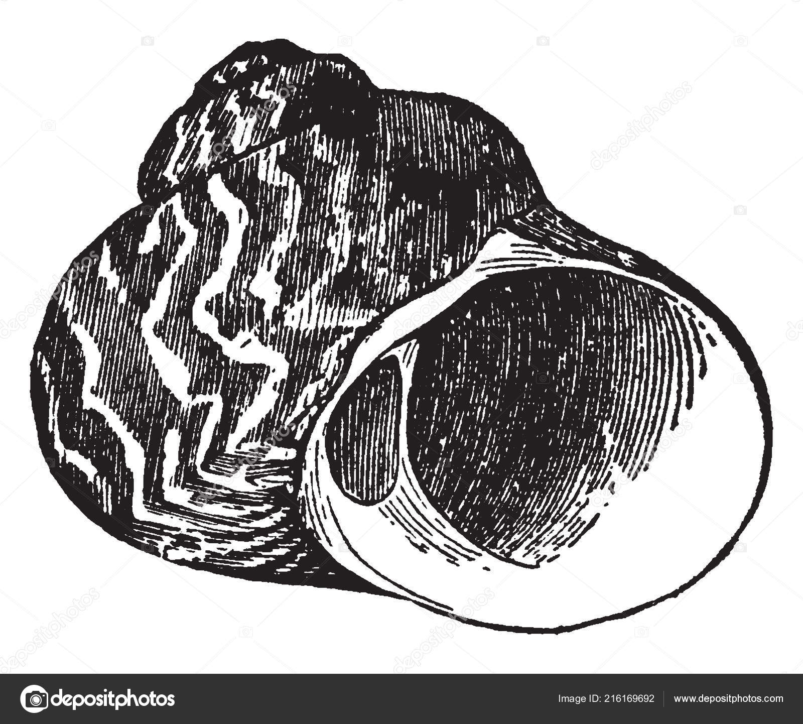 Turbo Undulatus Commonly Known Australian Serpent Skin Vintage Line ...