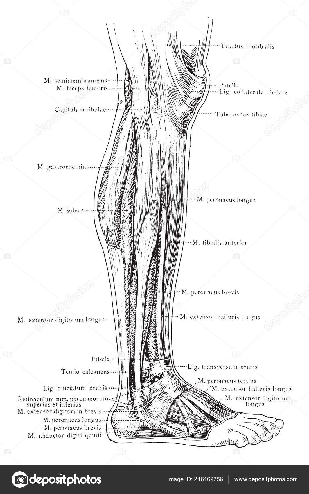 Illustration Represents Lateral View Superficial Muscles Leg Vintage ...