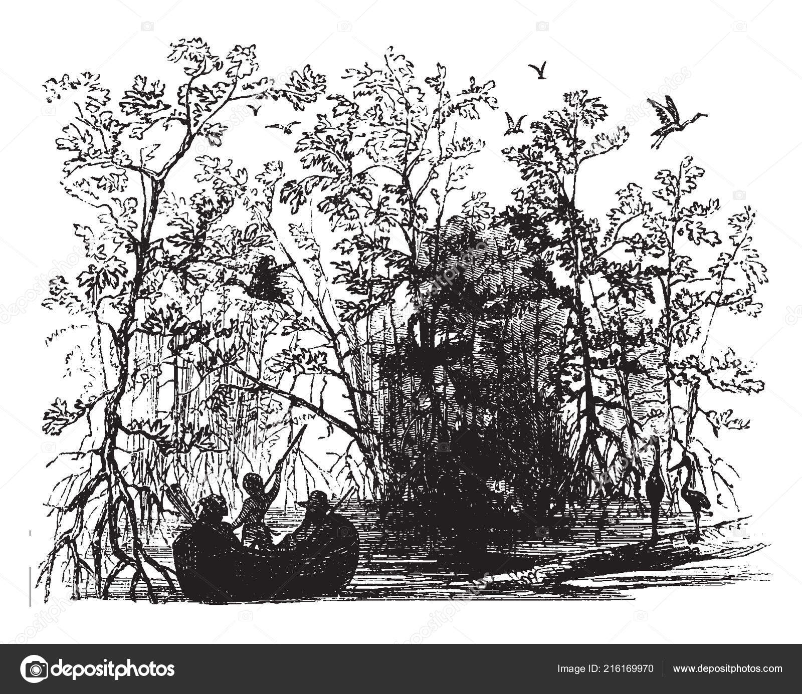 Area Very Wet Land Mangrove Plants Growing Vintage Line Drawing Stock ...