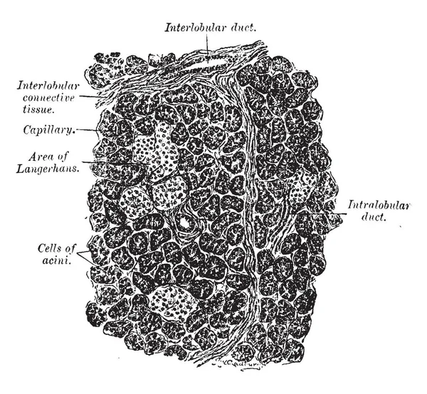 Illustration Represents Transverse Section Hair Follicle Vintage Line ...