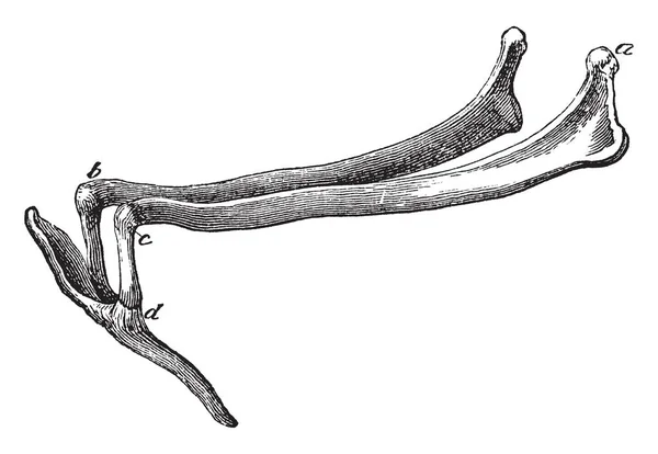 Ženské přirození stock fotografie, royalty free Ženské přirození ...