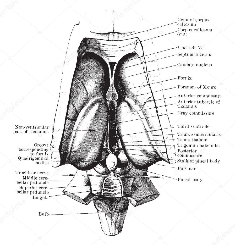 El tálamo óptico es el objeto principal en el cerebro anterior, el ...