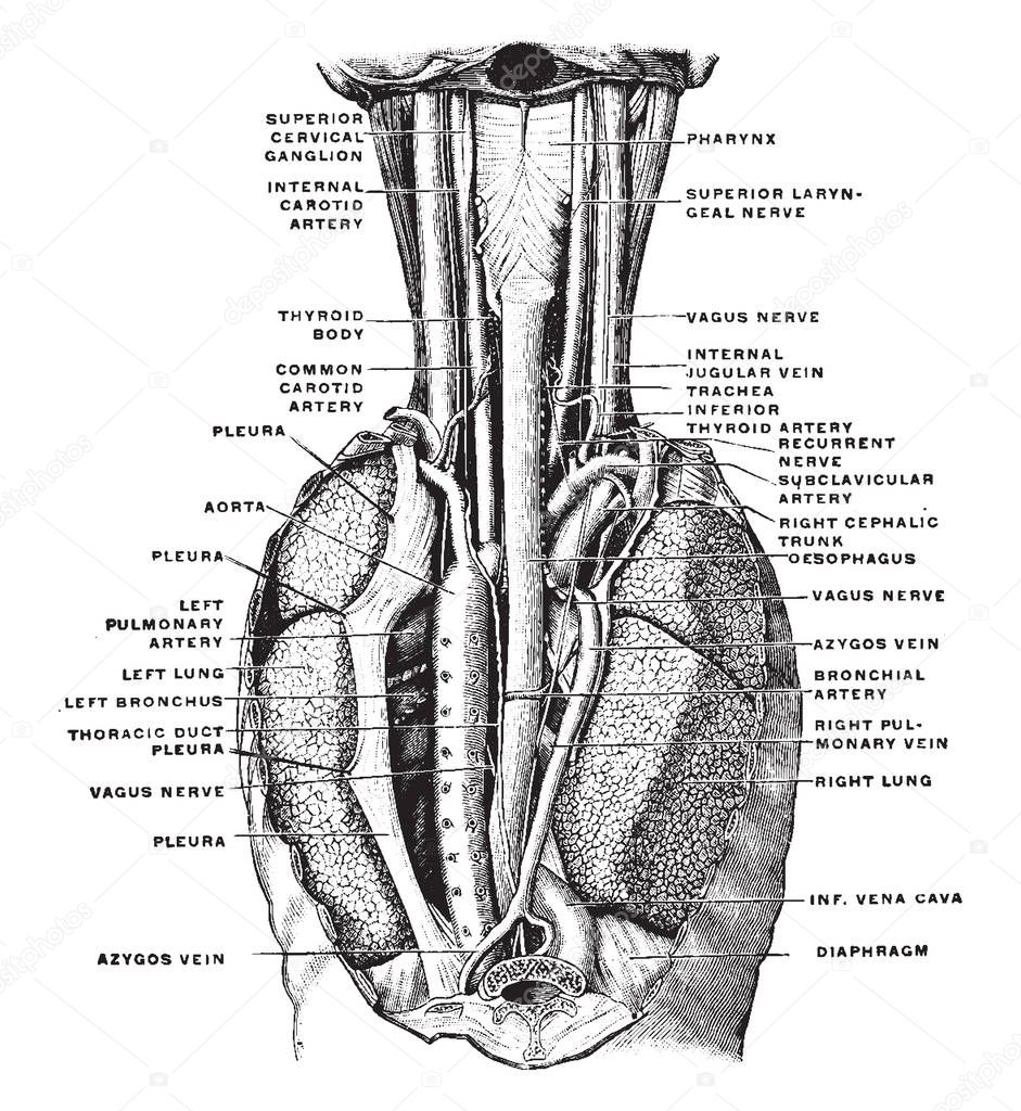 Anatomía Del Esófago Cervical Anatomia Do Esofago E Estomago
