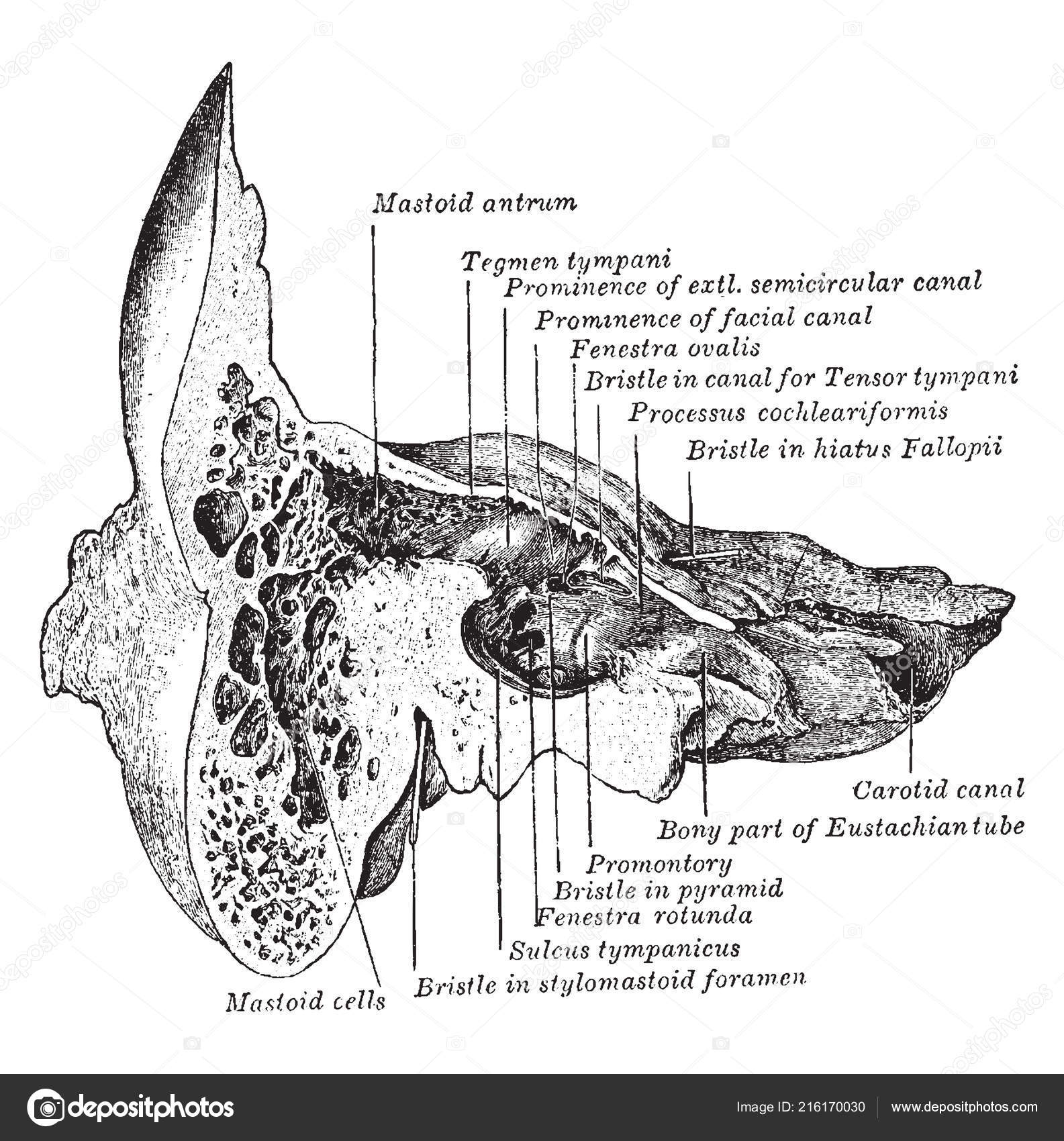 Illustration Represents Section Temporal Bone Vintage Line Drawing ...