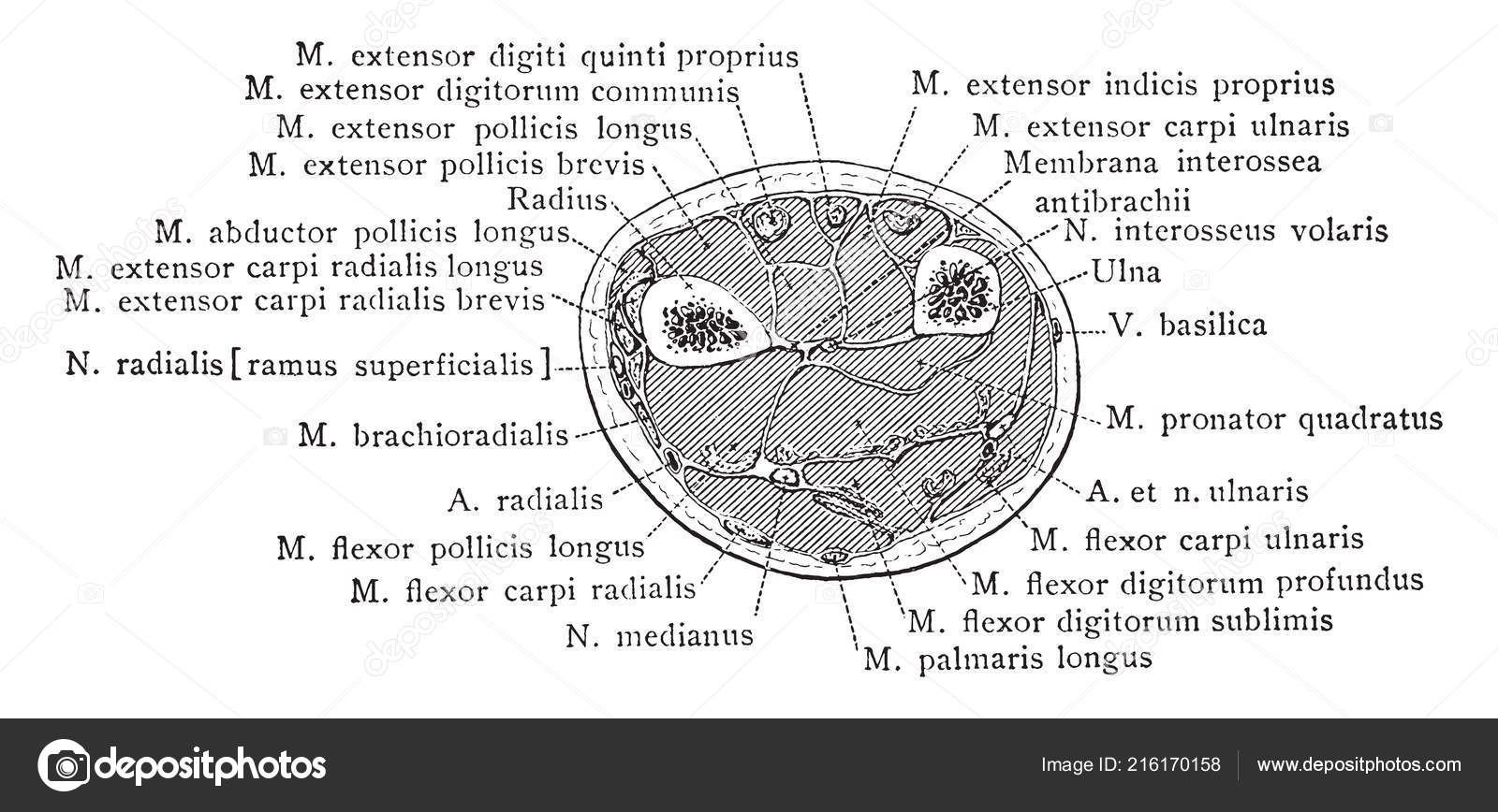 Szakasz Három Centi Felett Processus Styloideus Ulnae Distalisan Jobb ...