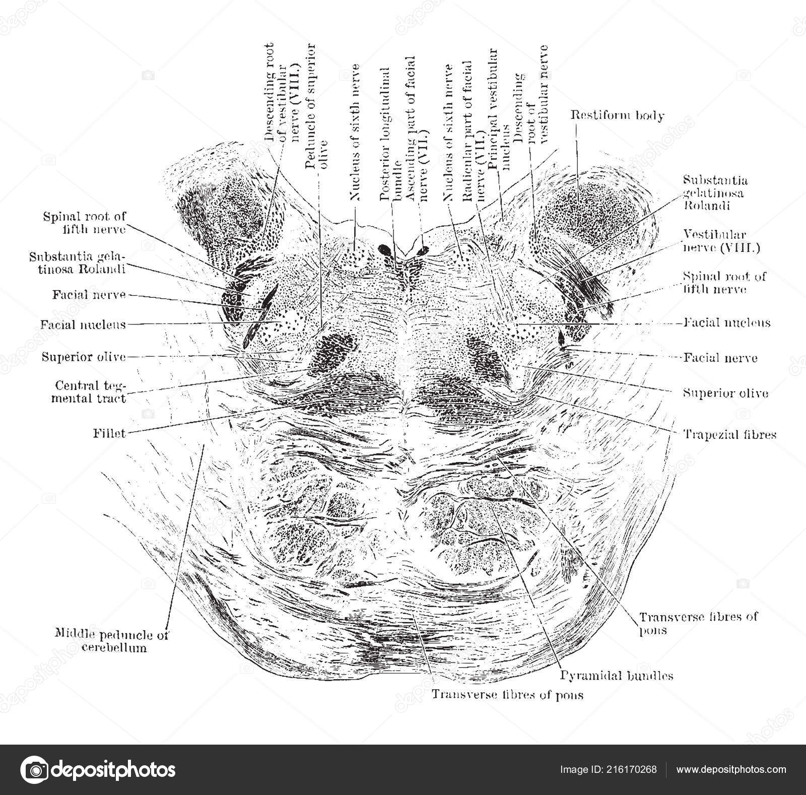 Section Lower Part Human Pons Varolii Immediately Medulla Vintage Line ...
