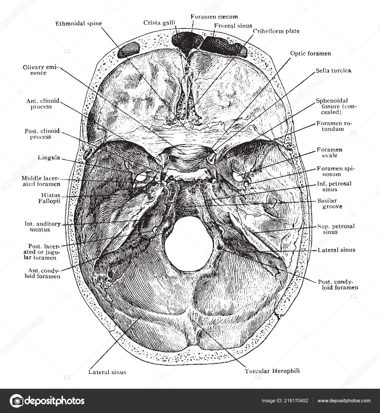Illustration Represents Base Skull Vintage Line Drawing Engraving ...