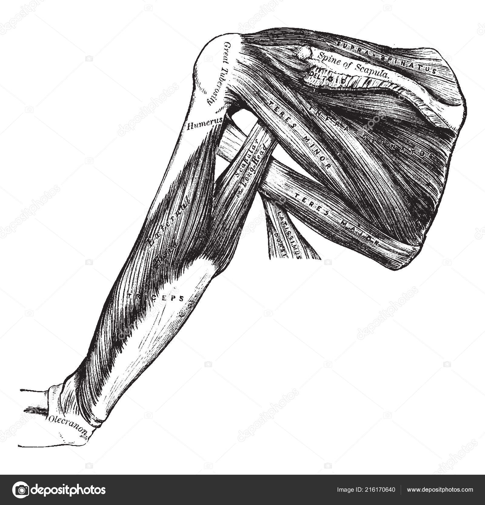 Illustration Represents Muscles Scapula Triceps Vintage Line Drawing ...