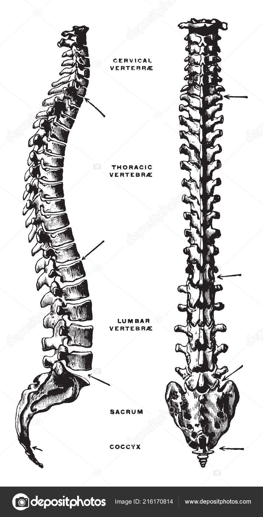Vista Lateral Da Vertebra Toracica Rotulada
