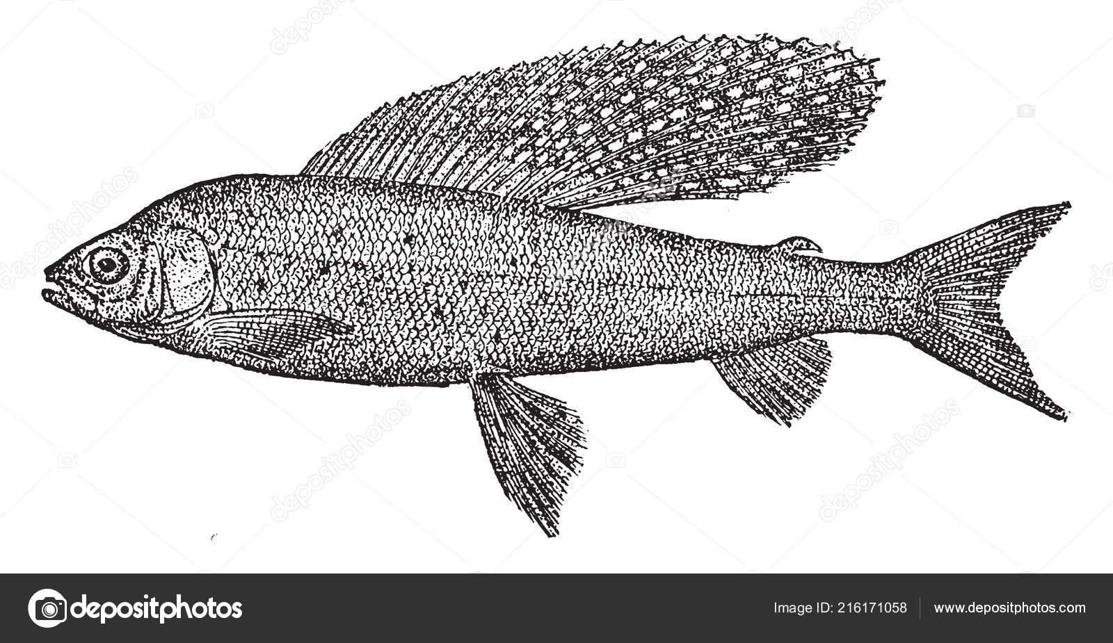 Arctic Grayling Freshwater Fish Salmonidae Family Salmon Vintage Line ...