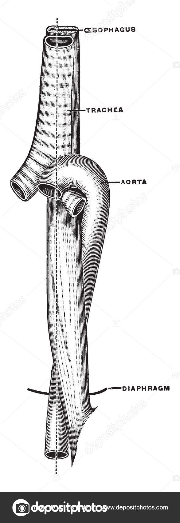 Diagrama De Esofago E Traqueia Sistema Respiratório – Histologia