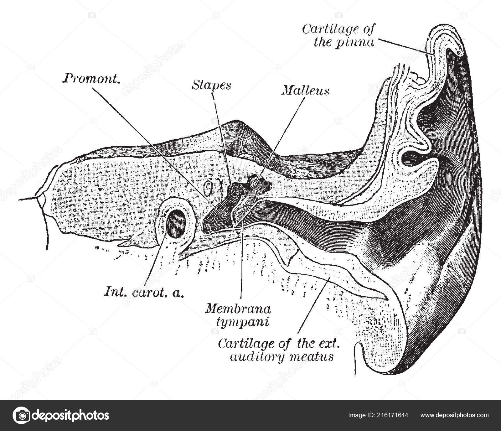 Illustration Represents Auditory Canal Tympanum Vintage Line Drawing ...