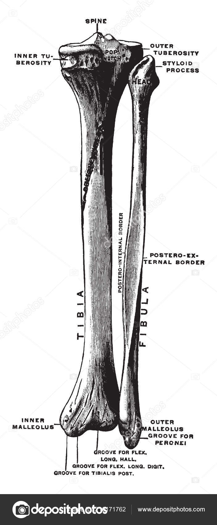 Illustration Represents Bones Lower Leg Vintage Line Drawing Engraving ...