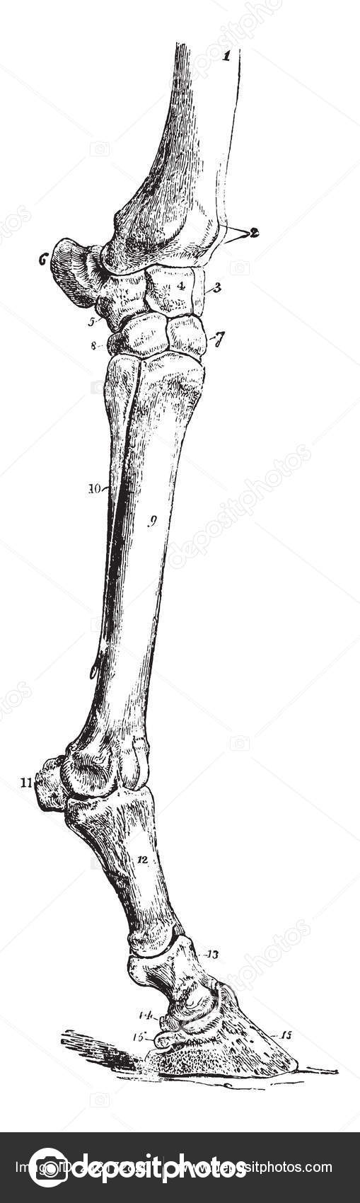 Horse Leg Groove Extensor Tendons Vintage Line Drawing Engraving ...
