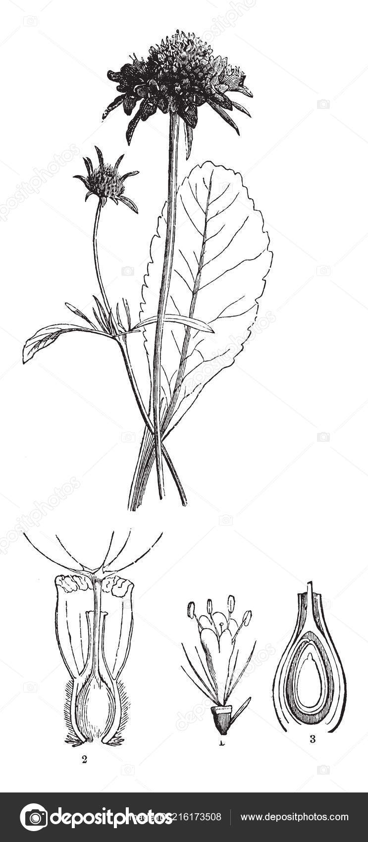 Picture Shows Section Sweet Scabious Plant Shows Its Flower Ovary Stock ...