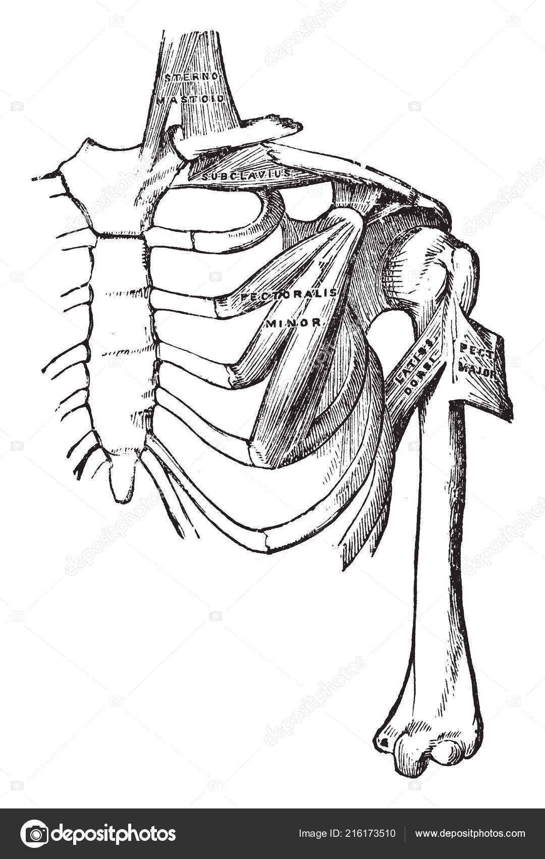 Illustration Represents Fractured Clavical Vintage Line Drawing ...