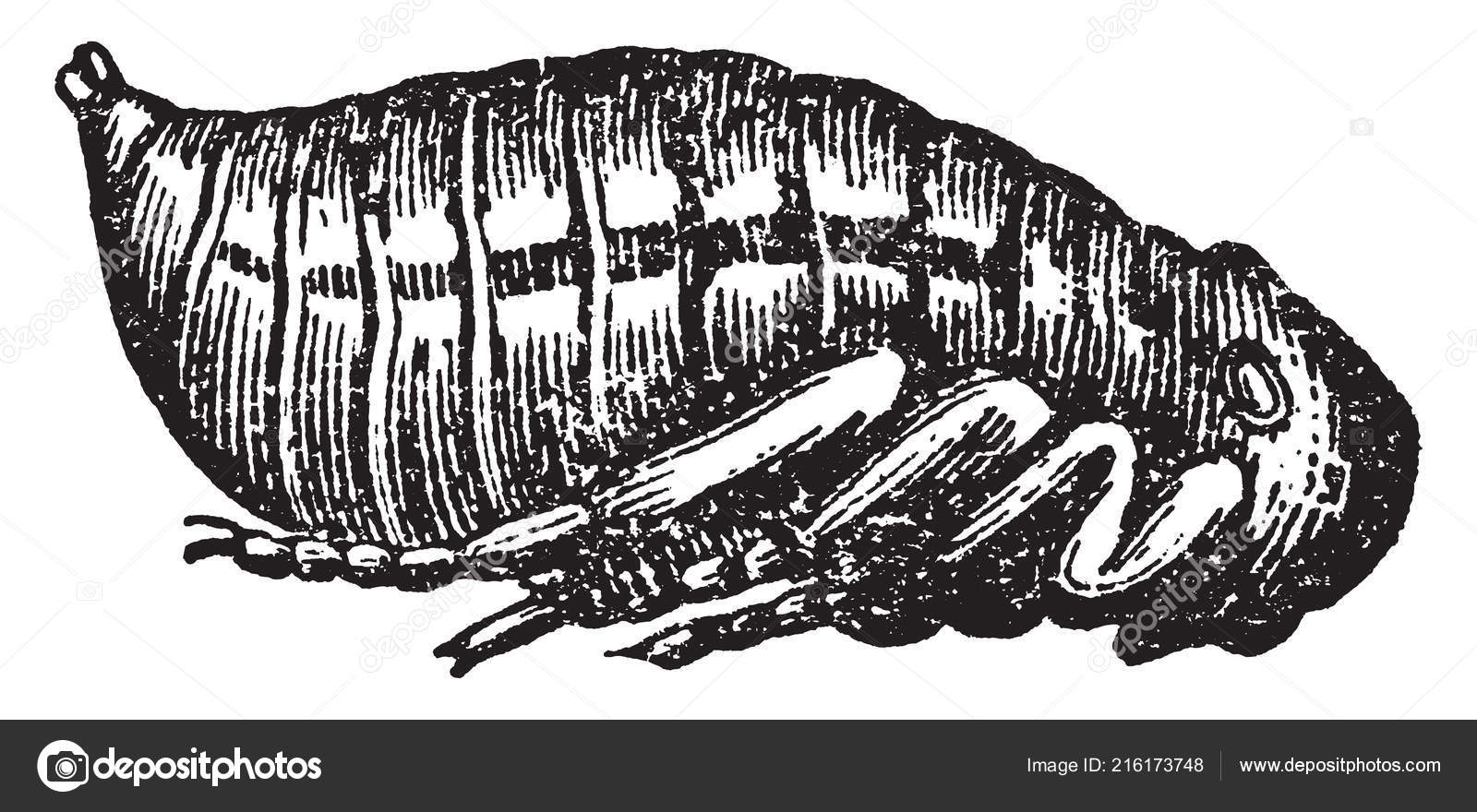 Flea Pupa Immature Insect Transformed Adult Flea Vintage Line Drawing ...
