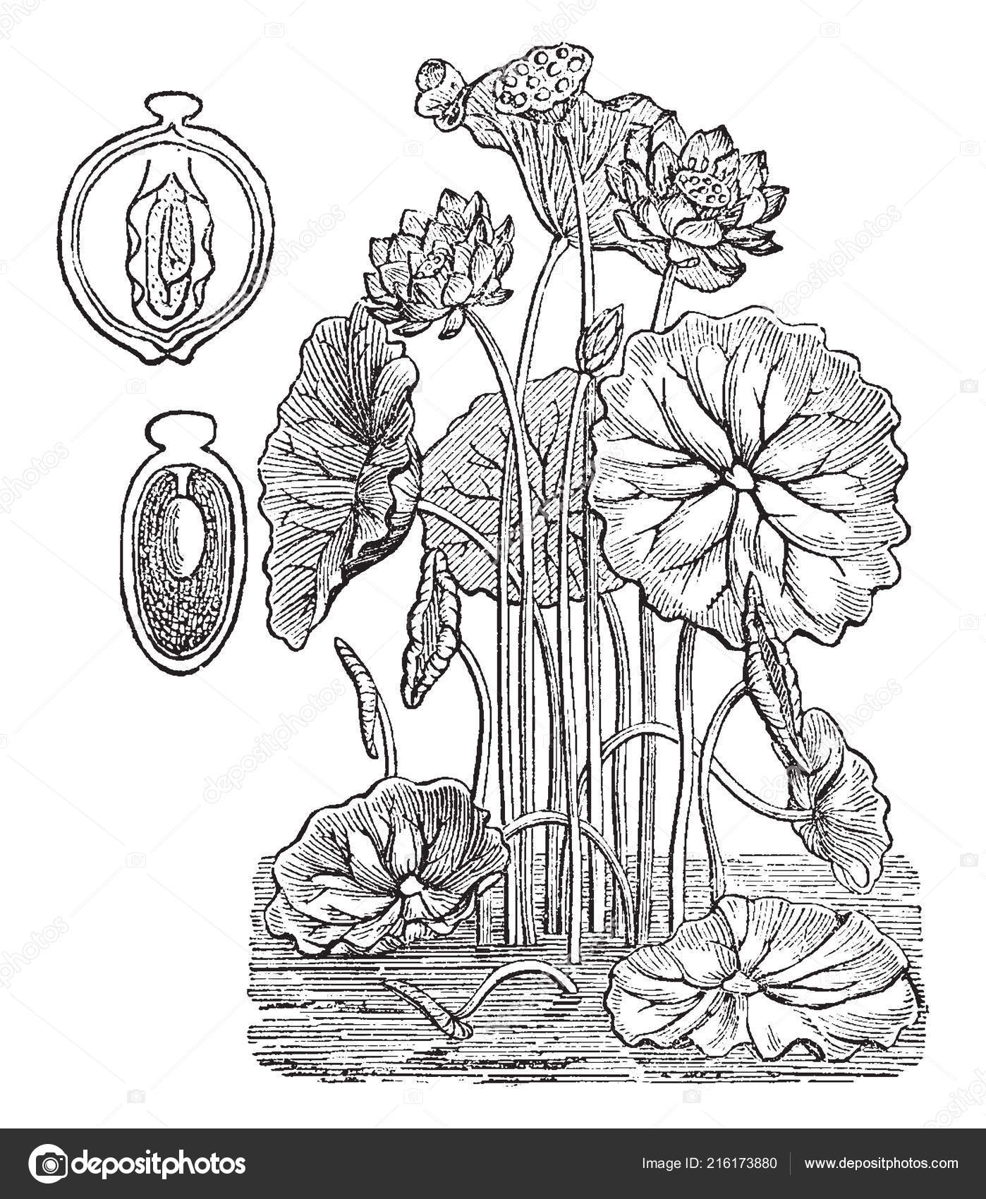 Image Shows Structure Seed Lotus Plant Its Leaves Can Float Stock ...