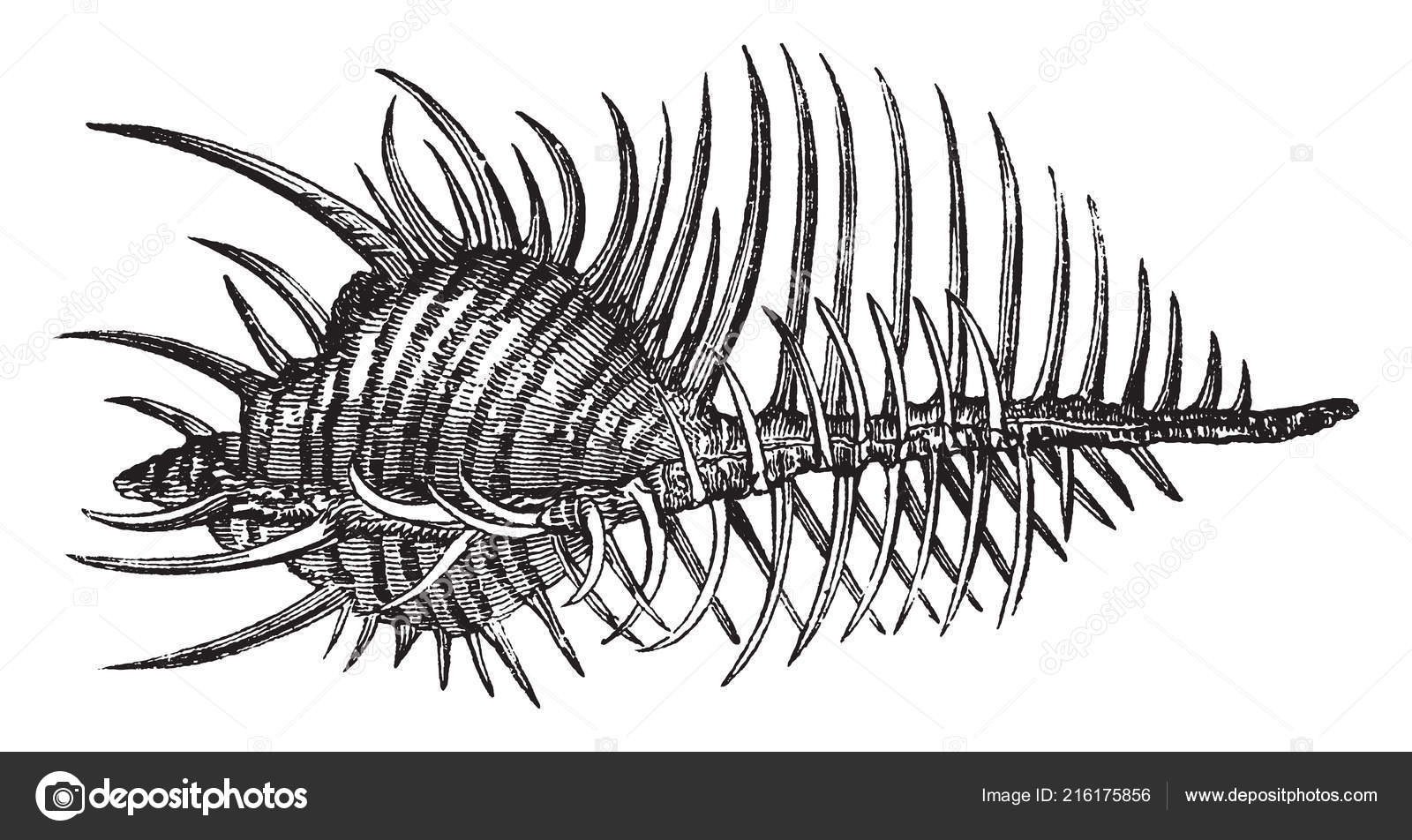 Murex Genus Predatory Gastropod Mollusks Vintage Line Drawing Engraving ...