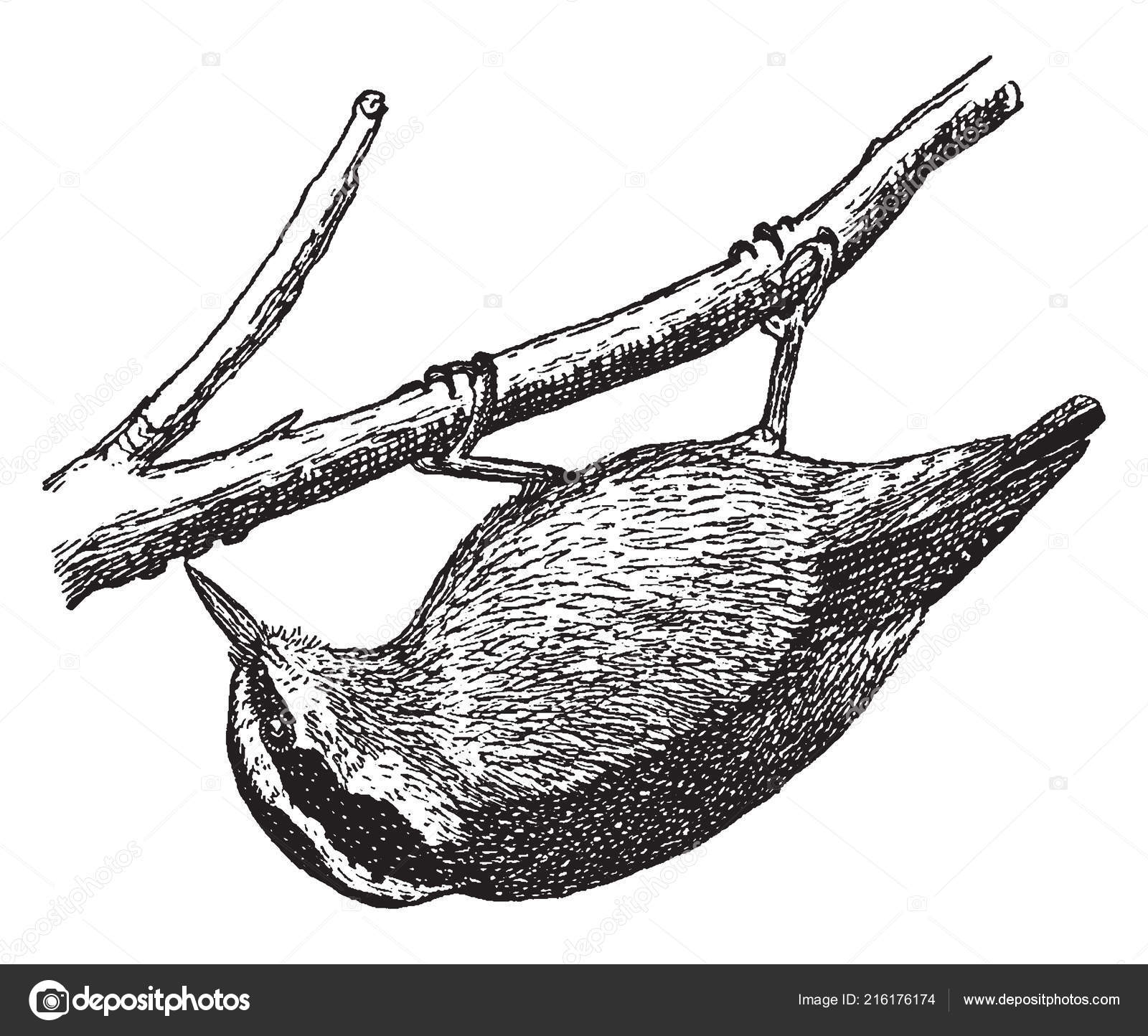 Red Breasted Nuthatch Small Songbird Vintage Line Drawing Engraving ...