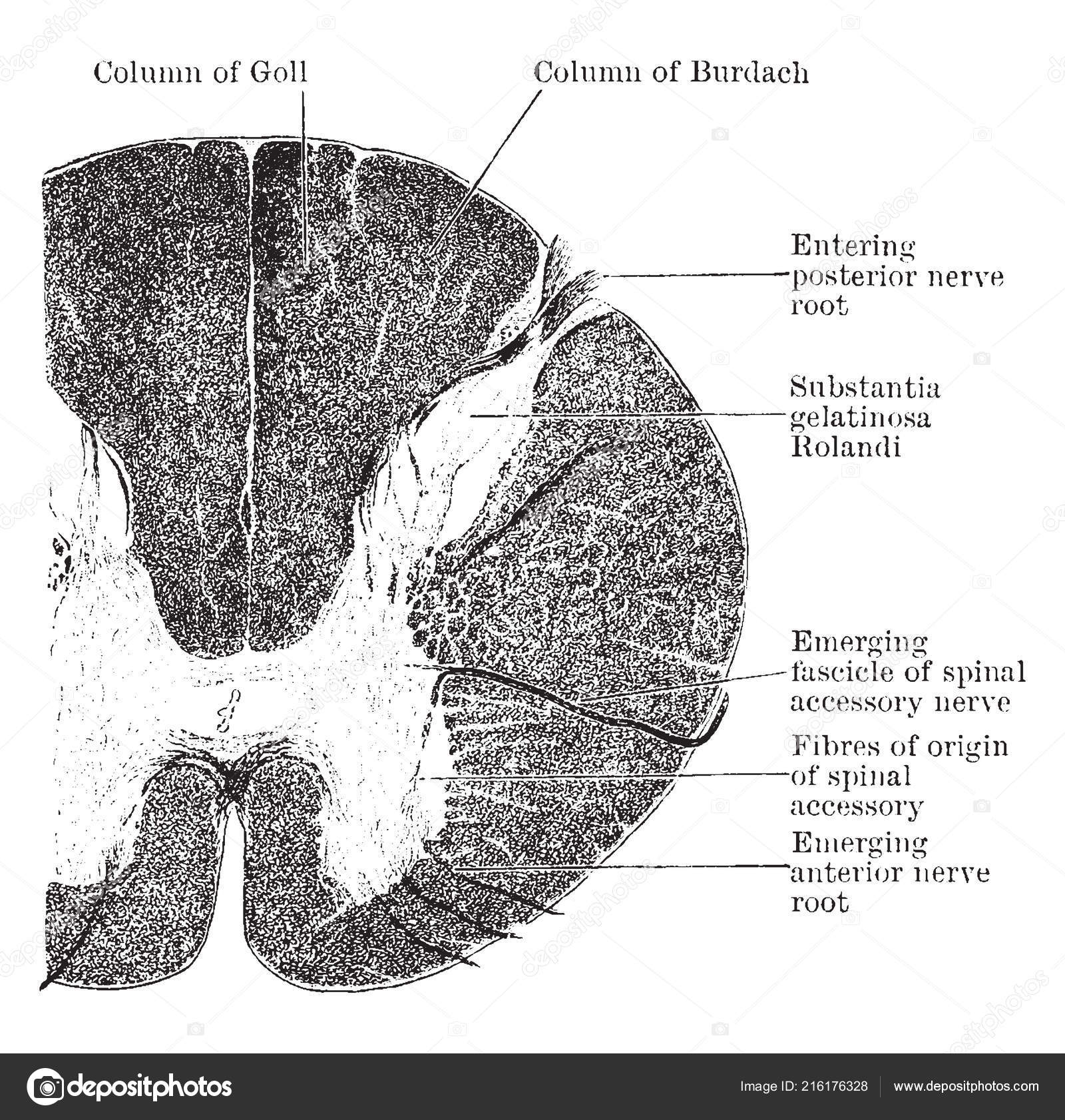 Spinal Cord Nervous Tissue