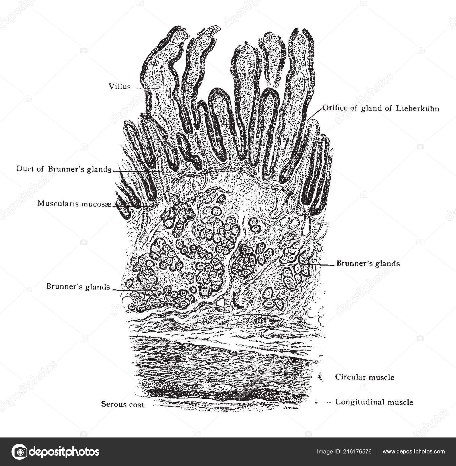 Diagram Represents Transverse Section Small Intestine Vintage Line ...