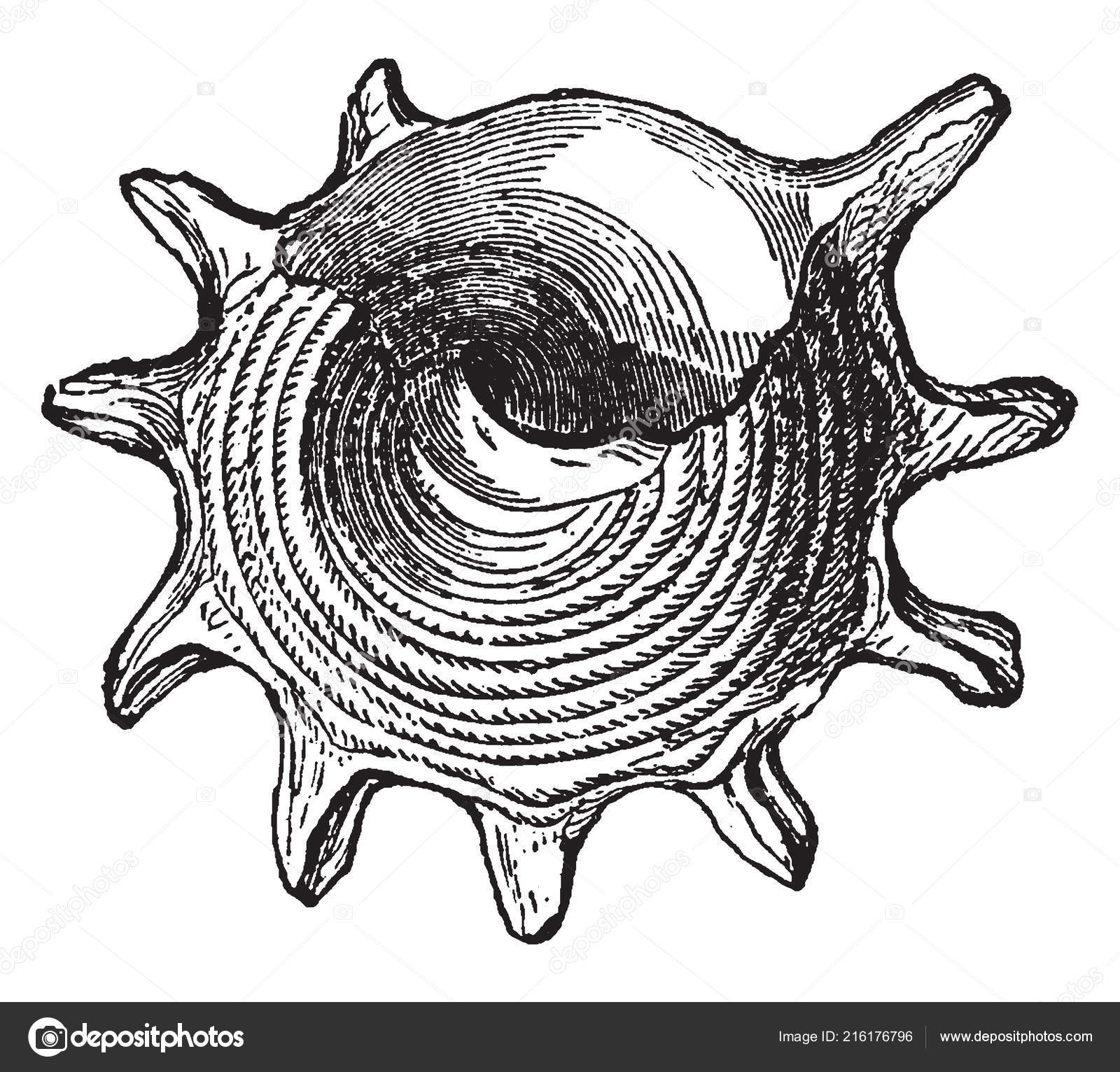 Imperator Stella Remarkable Numerous Spines Asperity Shells Vintage ...