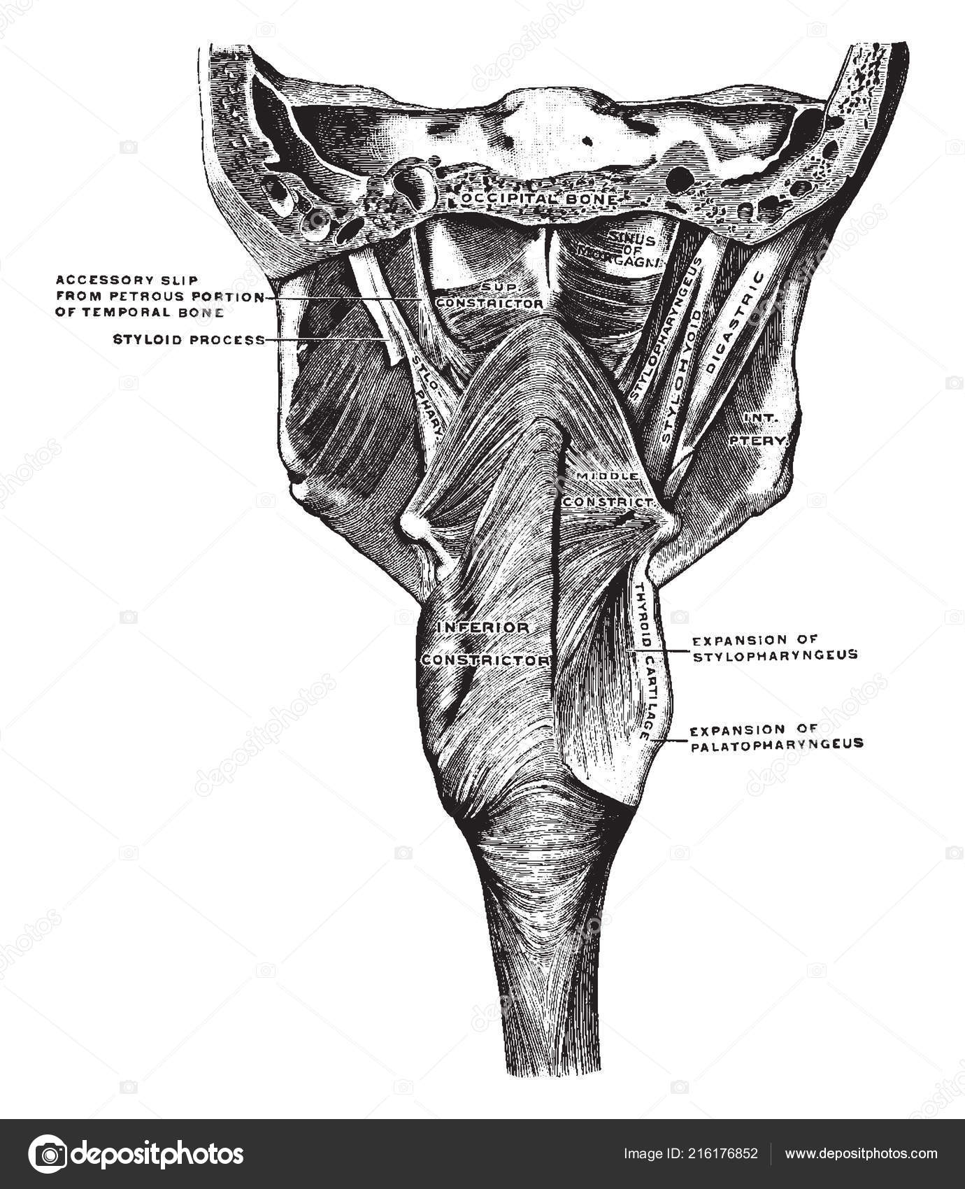 Illustration Represents Muscles Pharynx Vintage Line Drawing Engraving ...