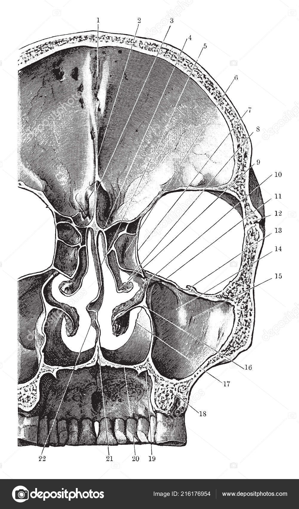 Esta Ilustración Representa Sección Coronal Del Cráneo Dibujo Líneas ...