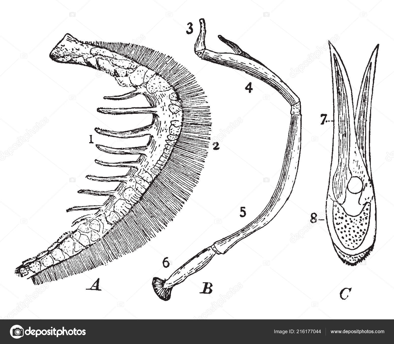 Parts Fish Gills Which First Branchial Arch Left Side Black Stock ...