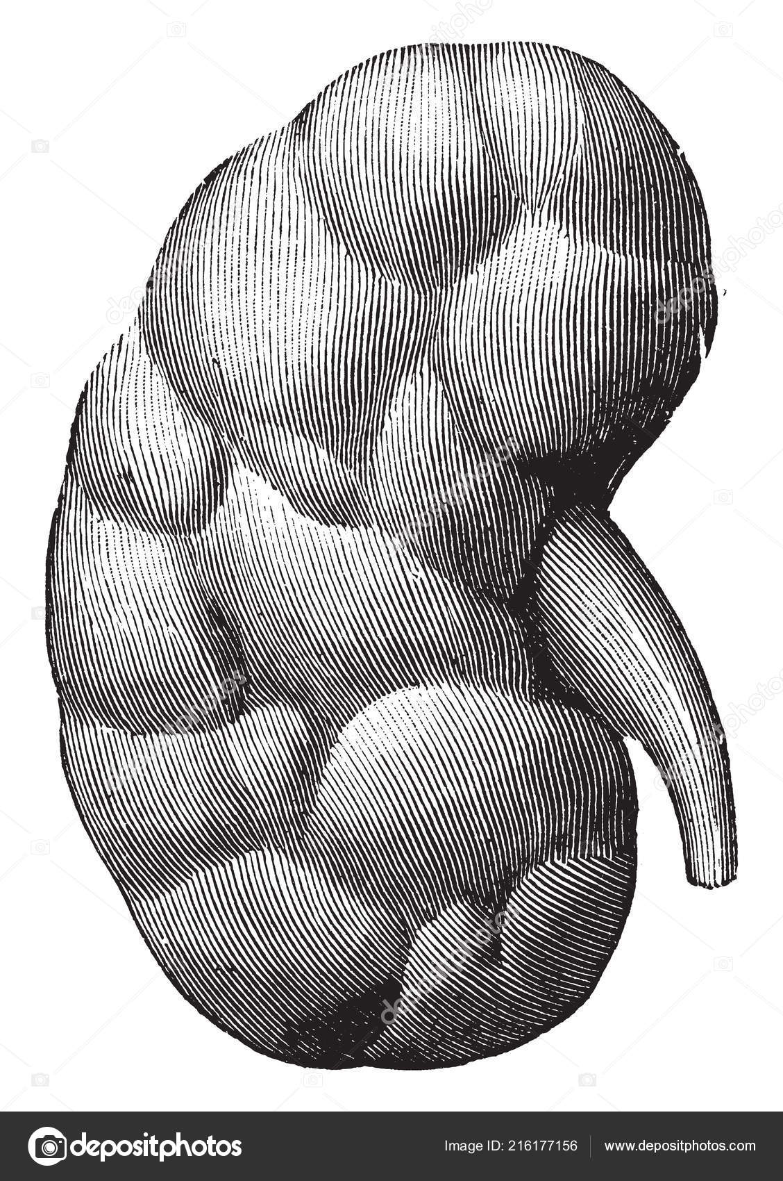 Illustration Represents Fetal Kidney Vintage Line Drawing Engraving ...