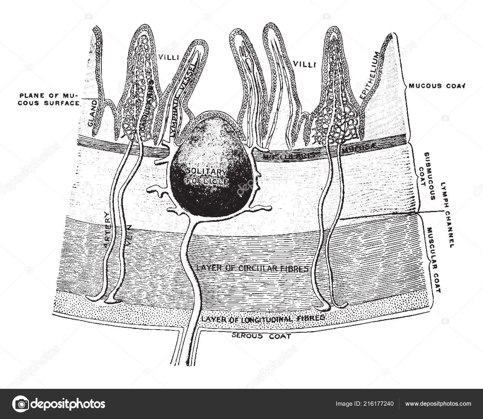 Diagram Represents Wall Small Intestine Vintage Line Drawing Engraving ...